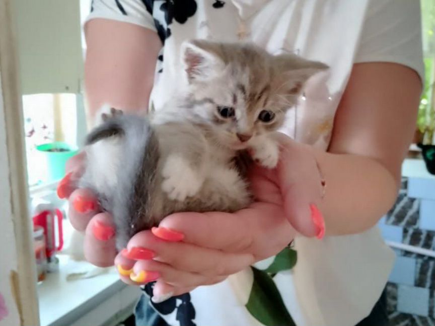 Красивые котята в добрые руки бесплатно