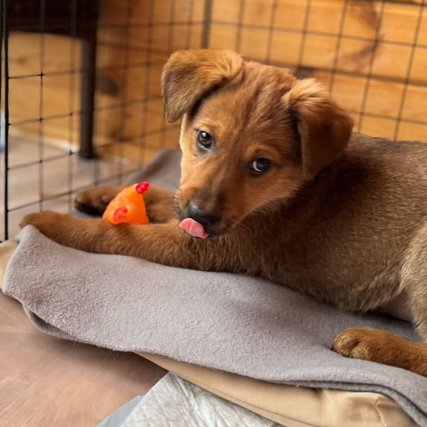 Немецкая овчарка, щенок