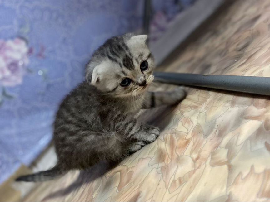 Продаётся Шотландская кошечка
