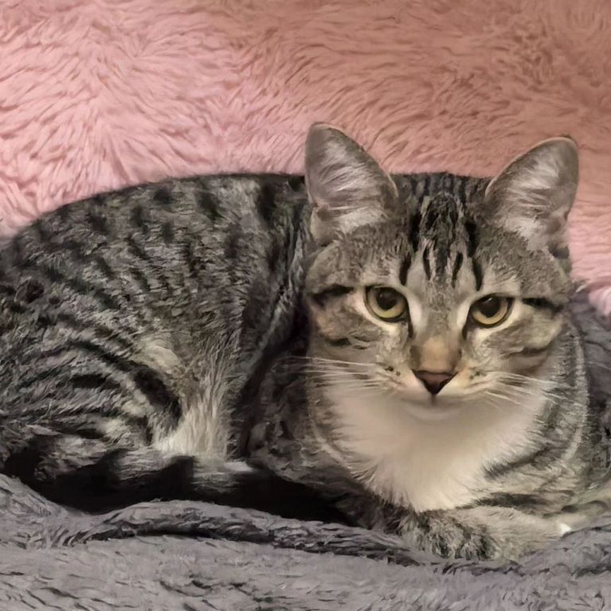 Взрослый кот в добрые руки