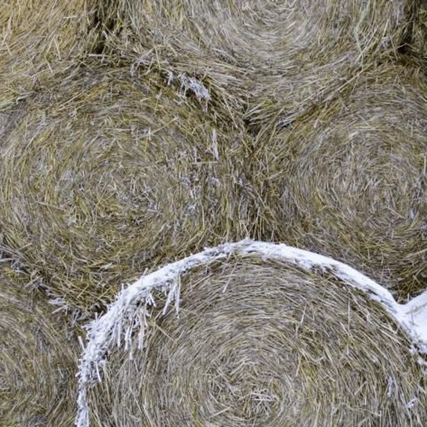 Сено в тюках