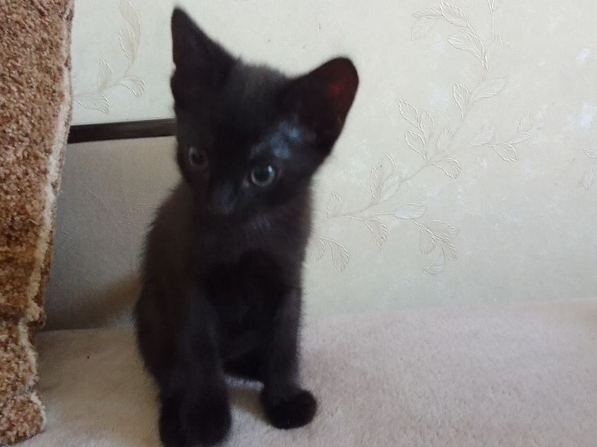 Кошка