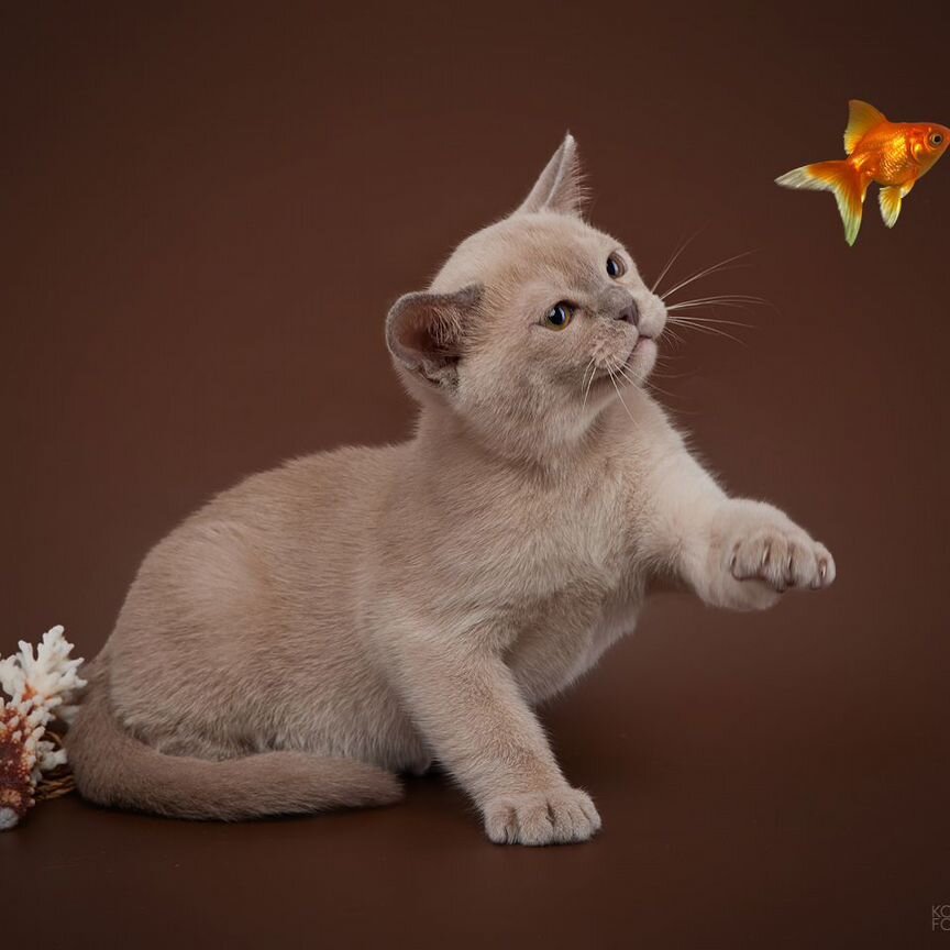 Европейская бурма. Котята