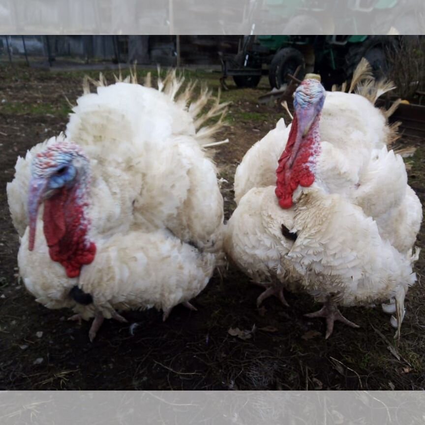 Домашняя птица