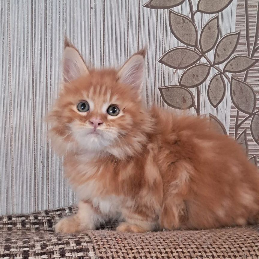 Огненная красотка