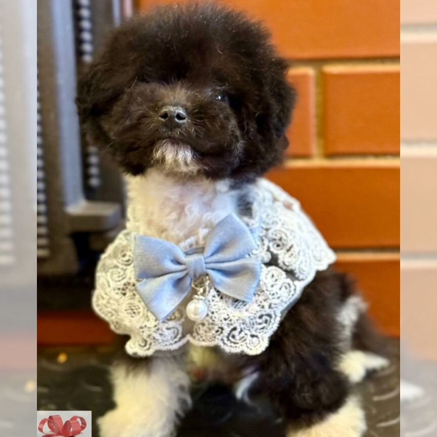 Мальтипу, щенок