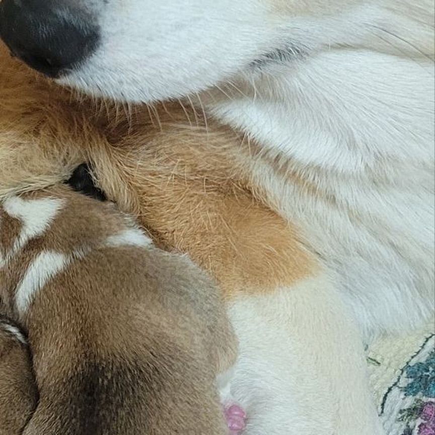 Щенки вельш корги пемброк