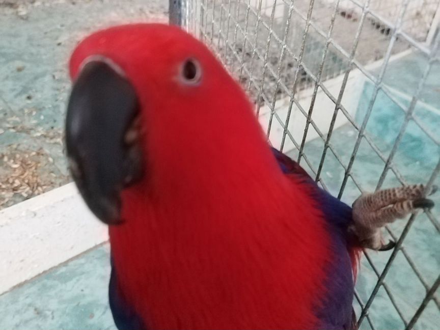 Благородный попугай