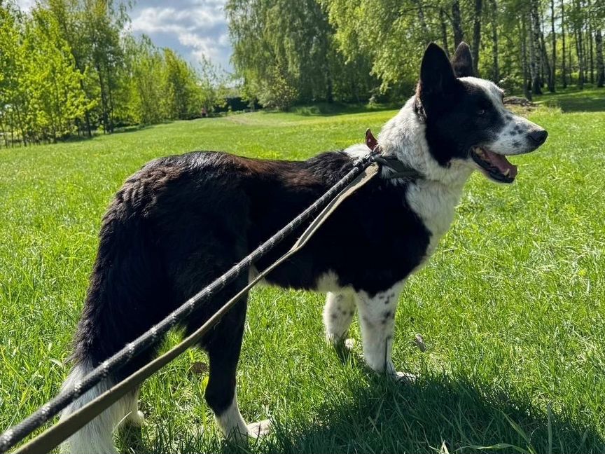 Пёс Алтай ищет дом