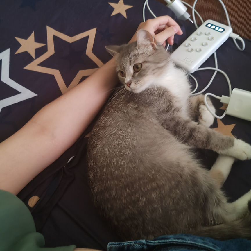 Отдам бесплатно в добрые руки