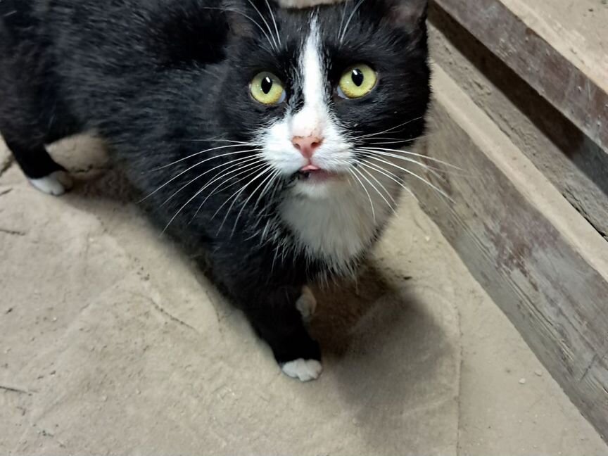 Молодому котику нужен дом