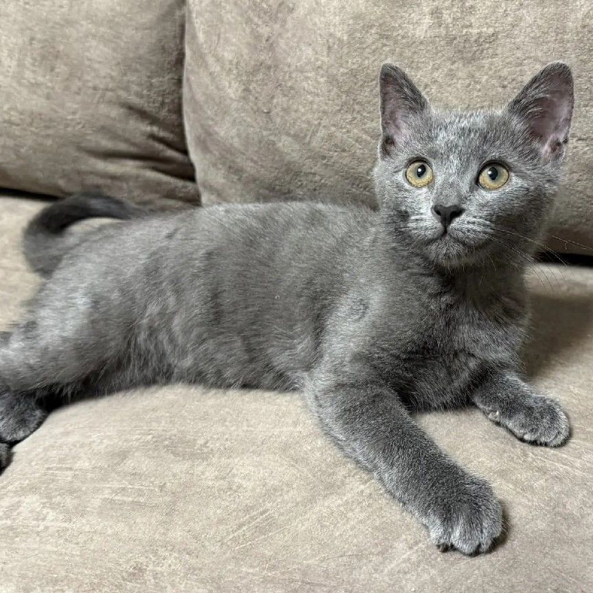 Котёнок от частного владельца