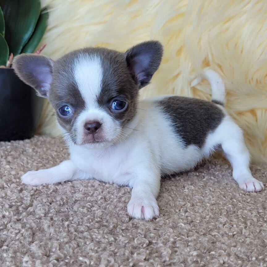 Чихуахуа мини девочка
