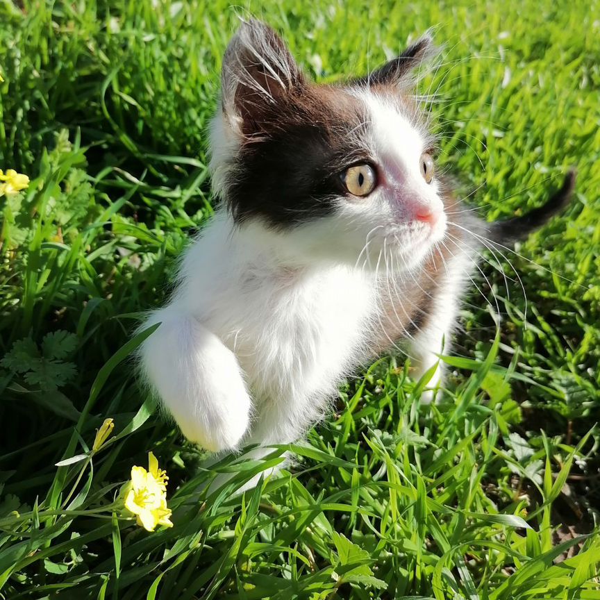 Котенок девочка в добрые руки бесплатно