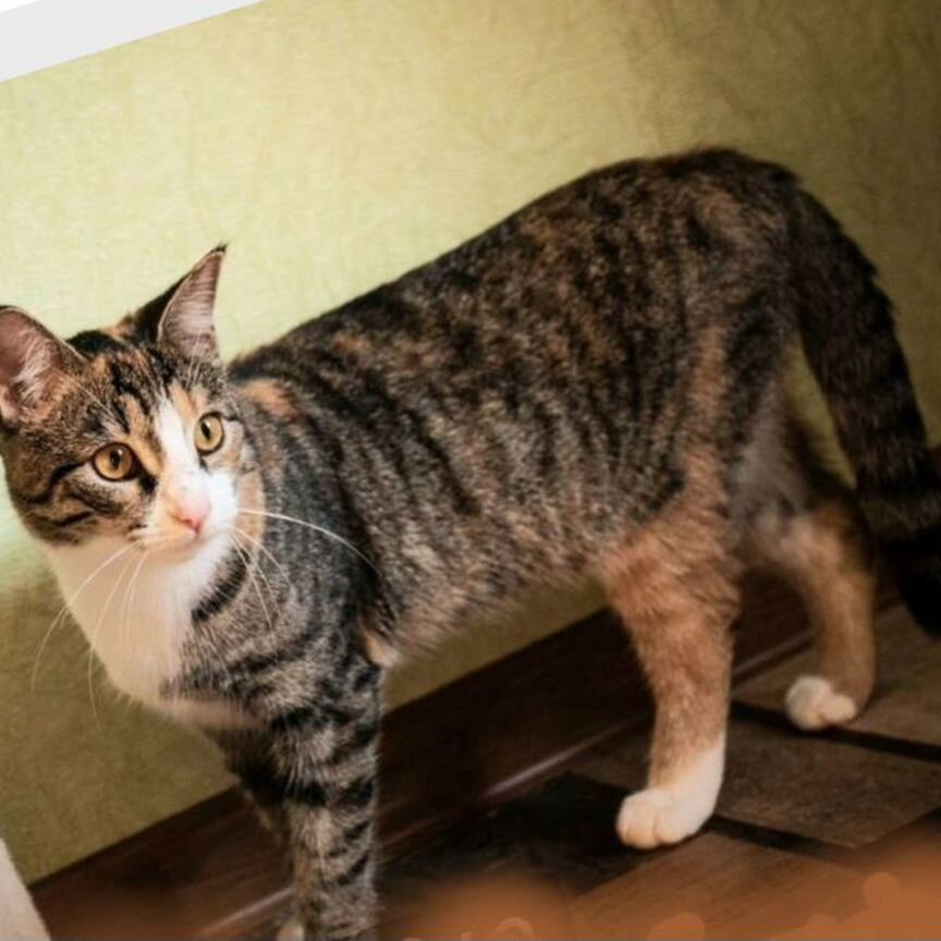 Энергичная молодая, стерелизованная,с паспортом