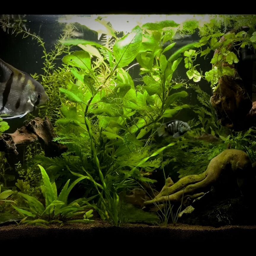 Аквариумное растение папоротник Болбитис Геделоти