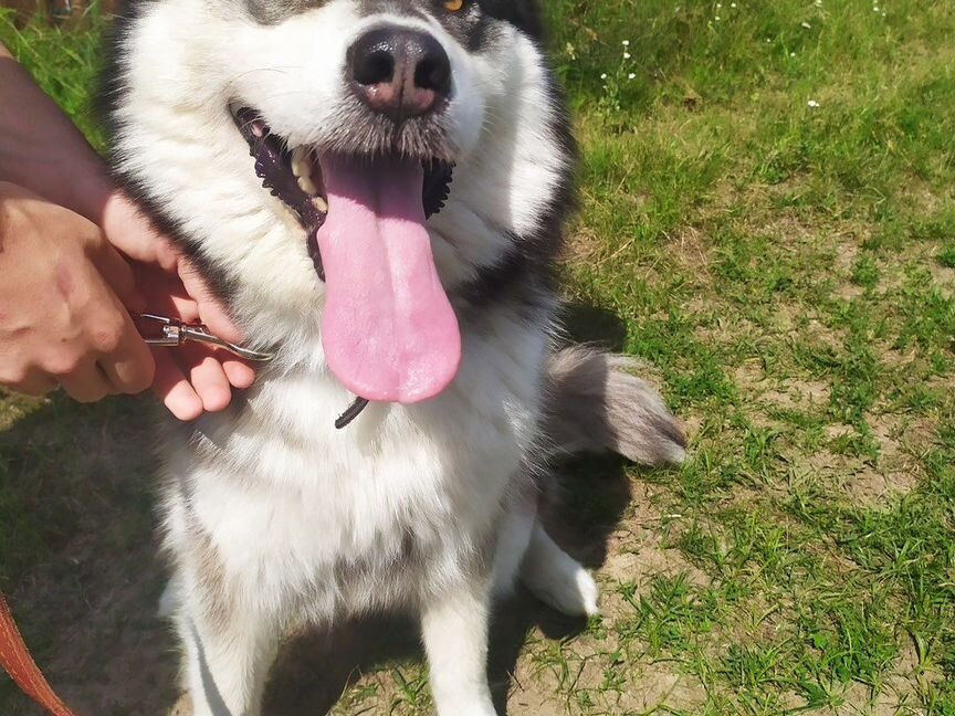 Одам бесплатно Аляскинский маламут