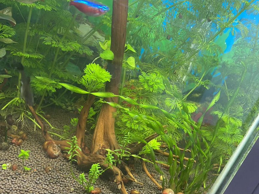Аквариумные растения