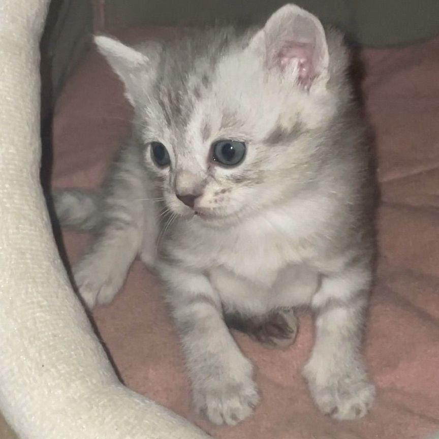 Шотландский прямоухий короткошёрстный котёнок