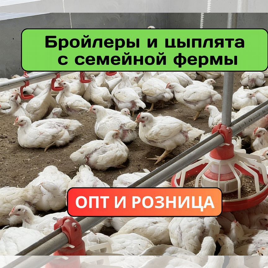 Курица несушка живым весом опт и розница