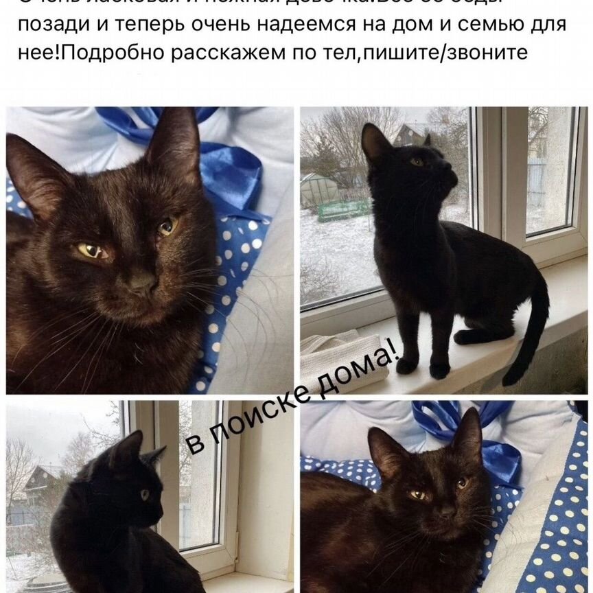 Красавица Муся 2,5 г, в поиске дома