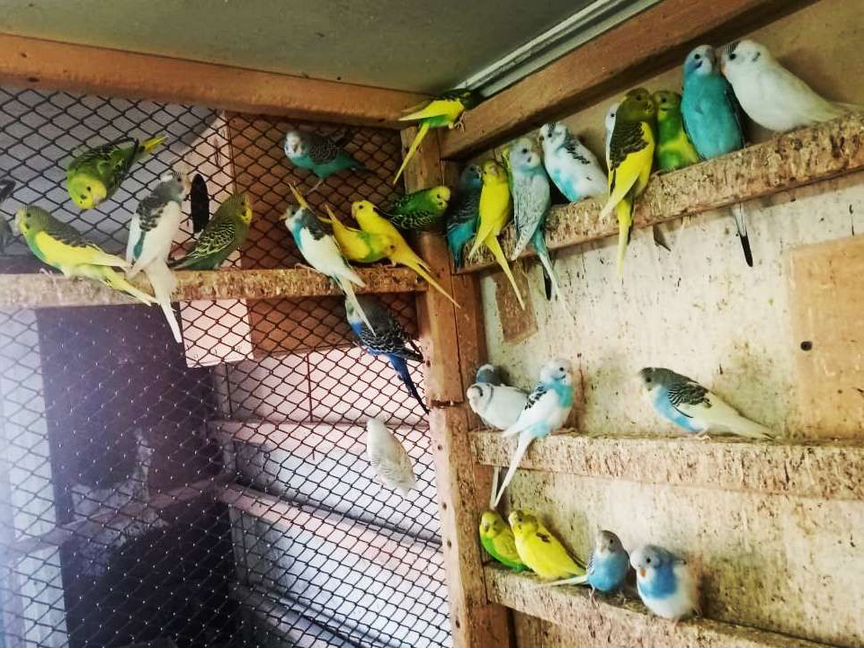 Волнистые попугаи