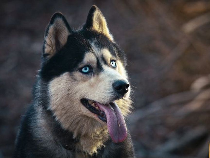 Сибирский хаски Север в добрые руки