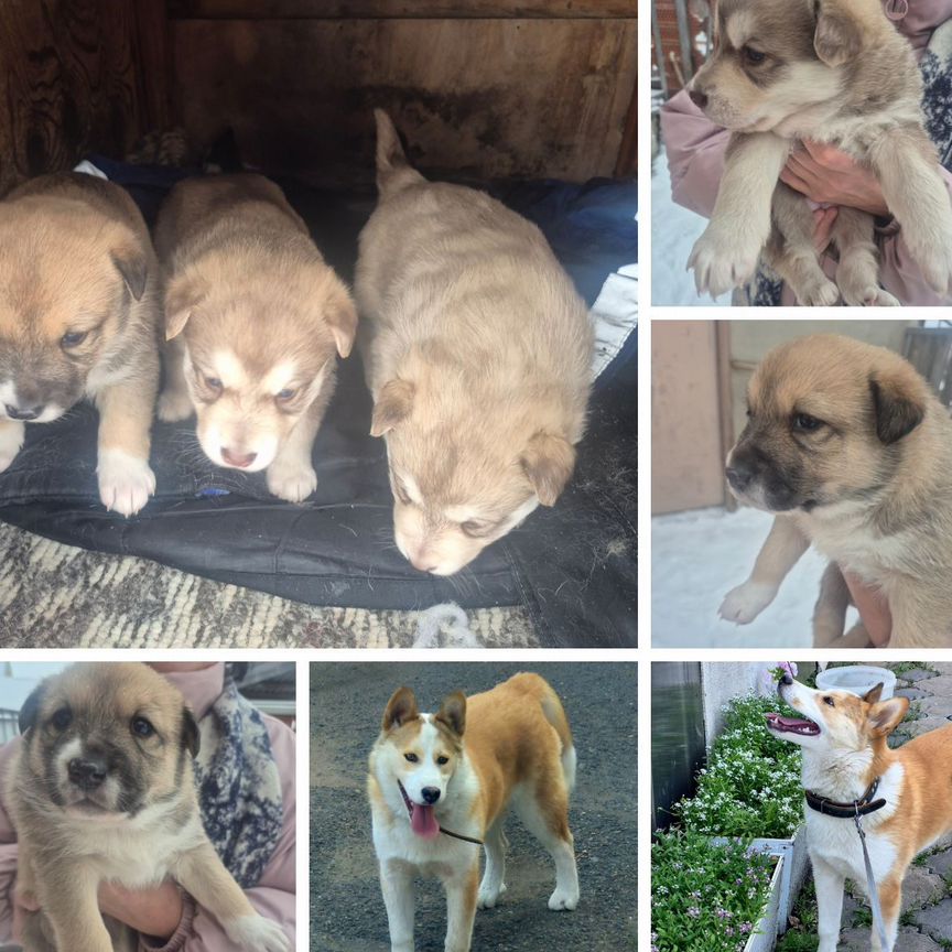 Восточносибирская лайка, щенок