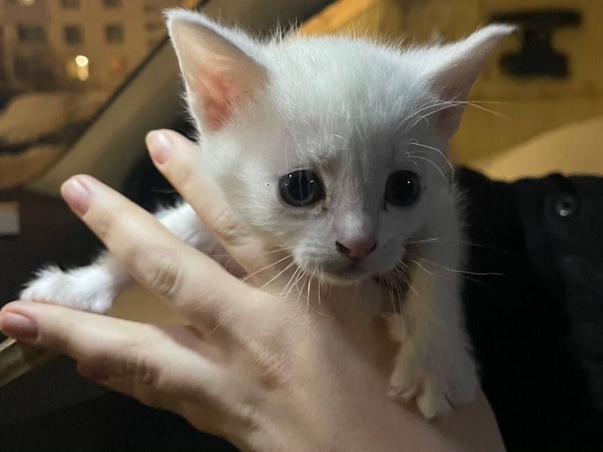 Котята
