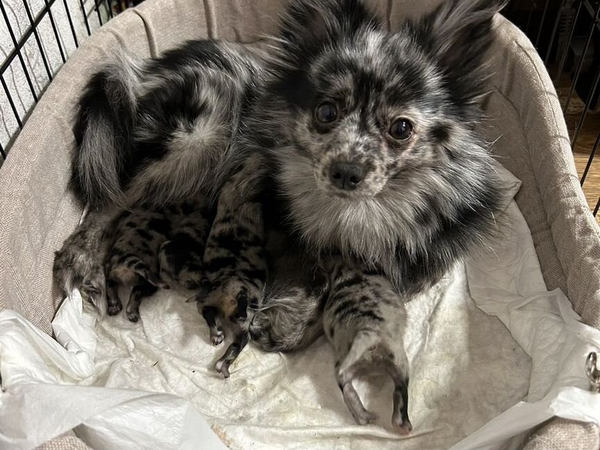 Щенки немецкого шпица