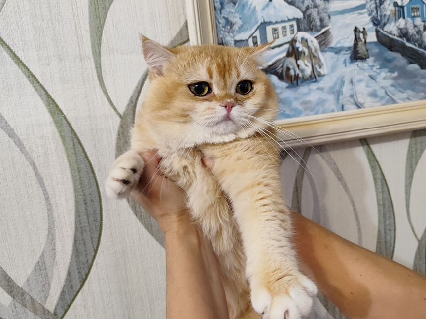 Кот золотая шиншилла вязка