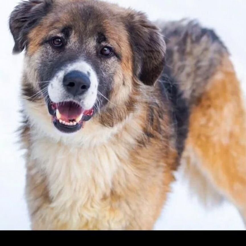 Добрая собака кобель в добрые руки бесплатно