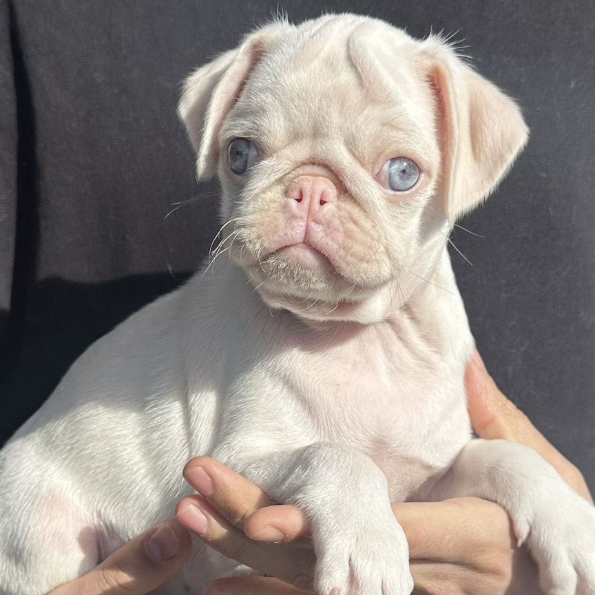 Мопс, щенок