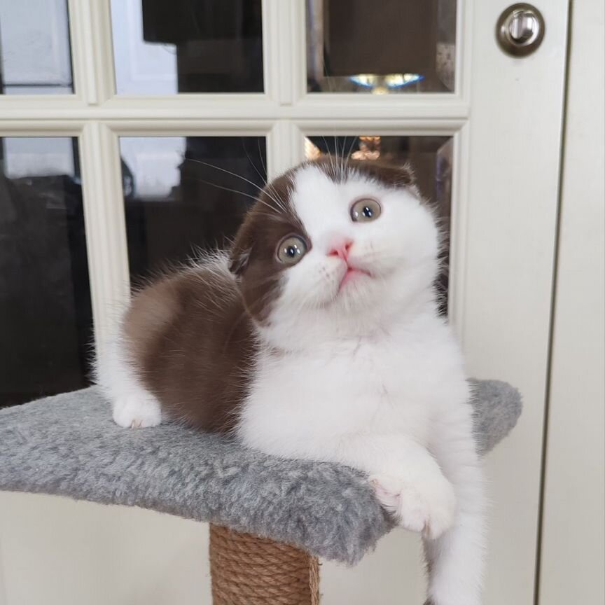 Скоттиш фолд котёнок