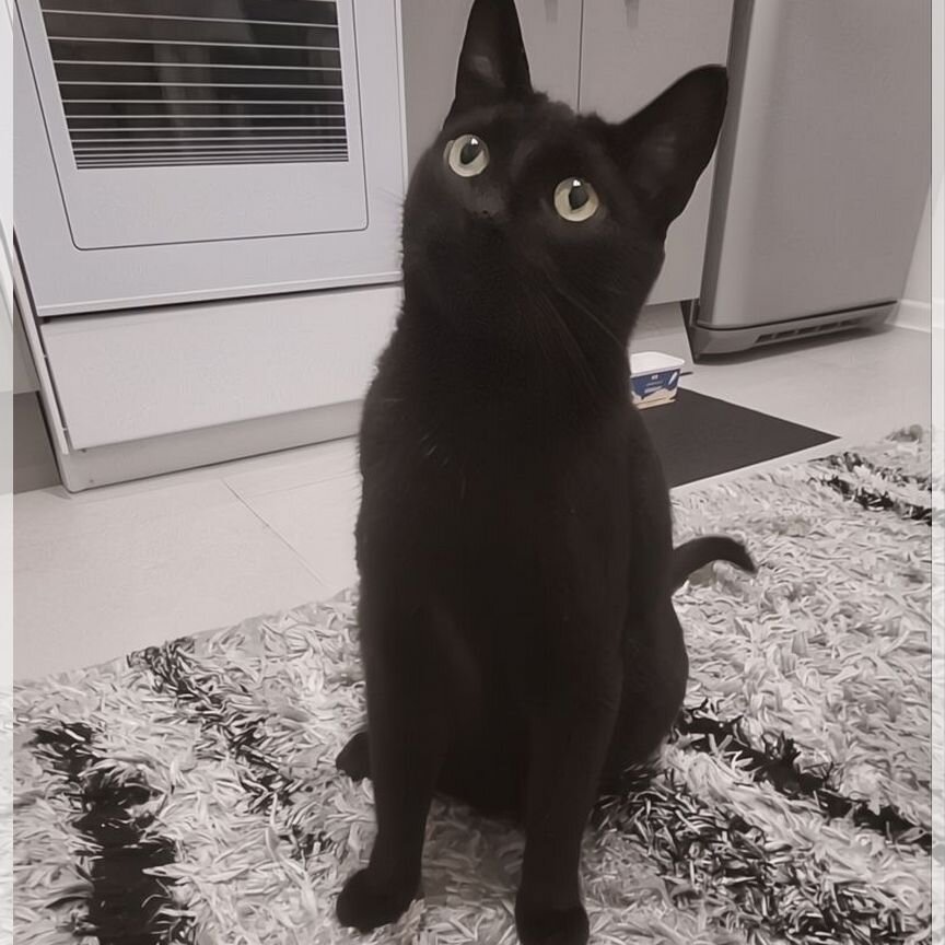 Взрослый кот в добрые руки