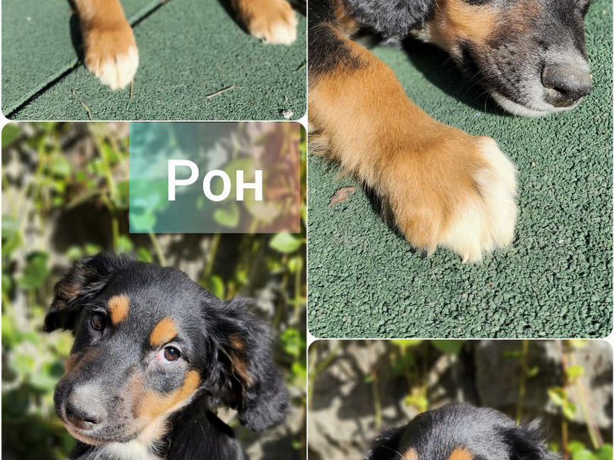 Щенок бесплатно