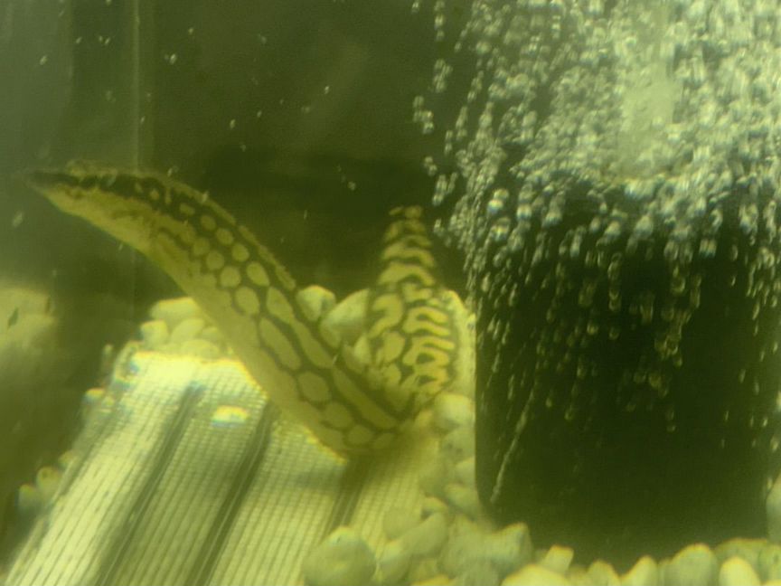 Мастацембелус рыбка бесплатно