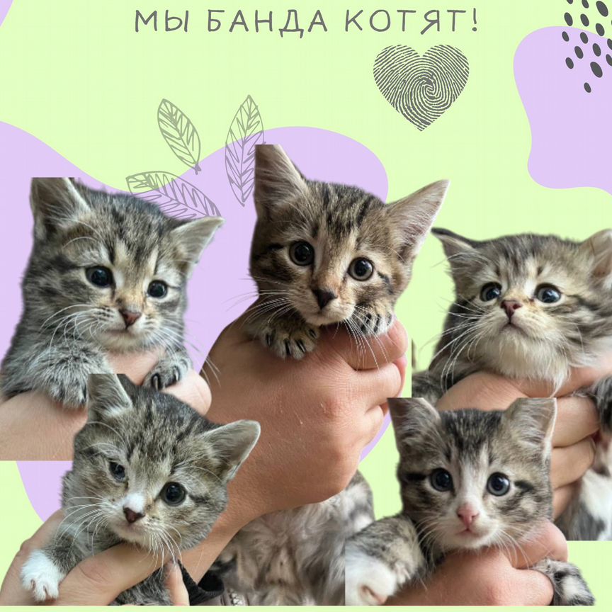 Котята в добрые руки