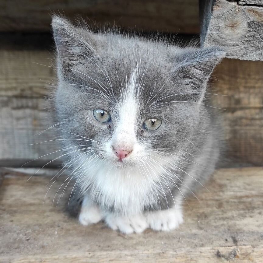 Серый котёнок бесплатно