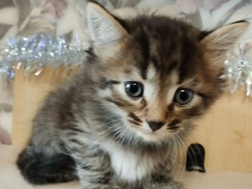 Отдам милого котика