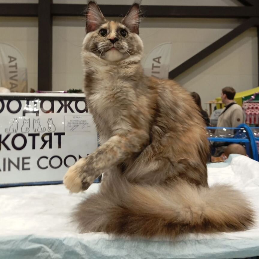 Мейн-кун котёнок