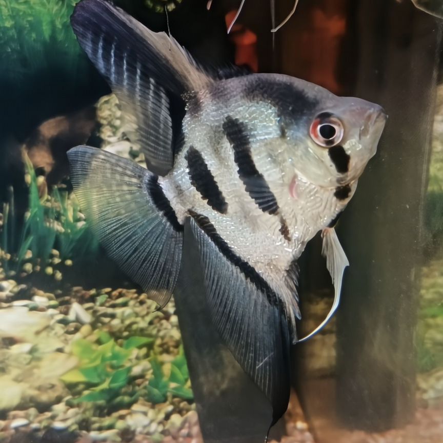 Рыбки скалярии