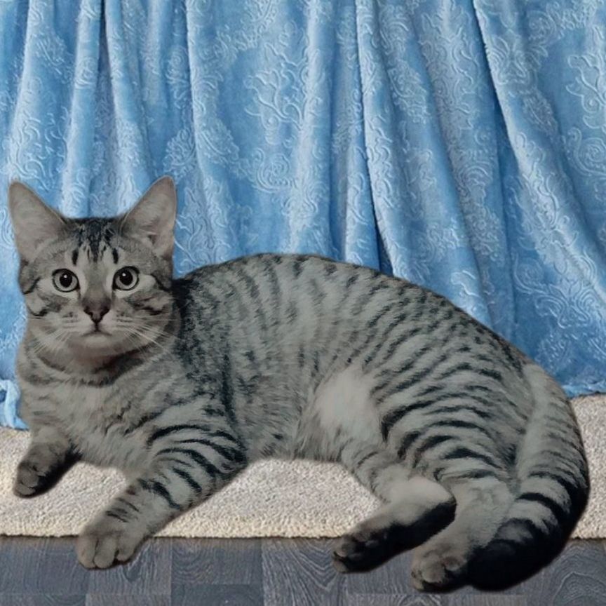 Котенок