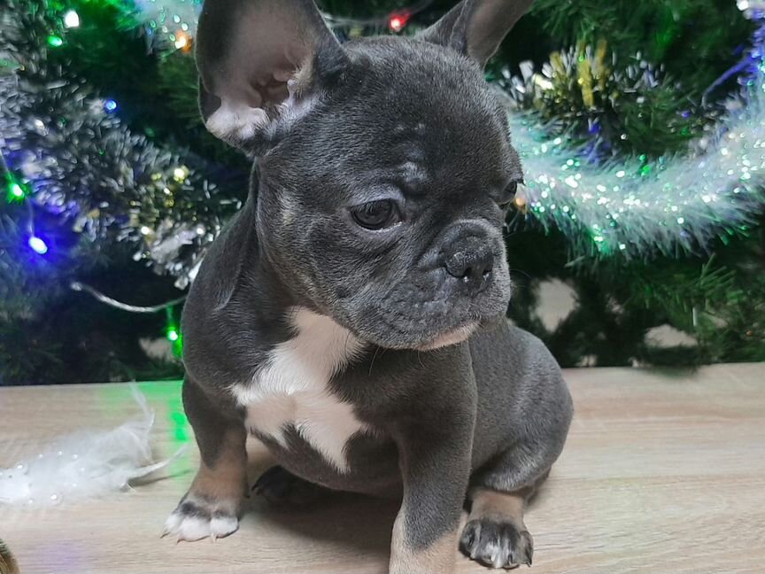 Французский бульдог