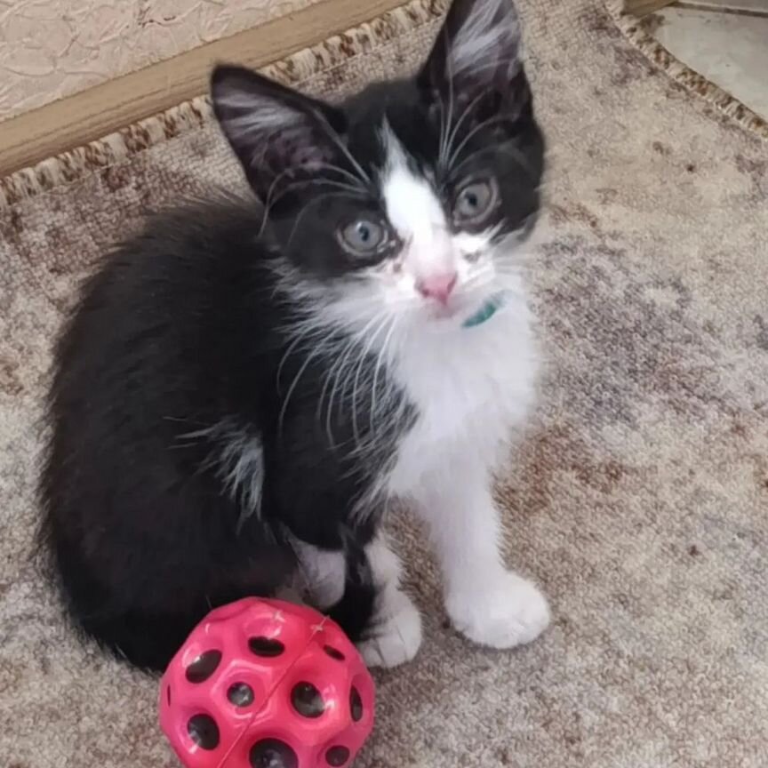 Котёнок в добрые руки