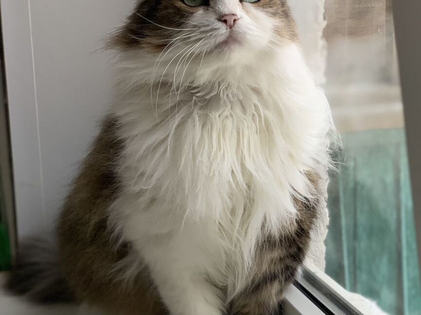 Кошка