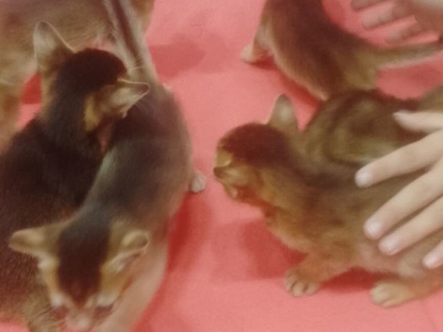 Абесинские малыши