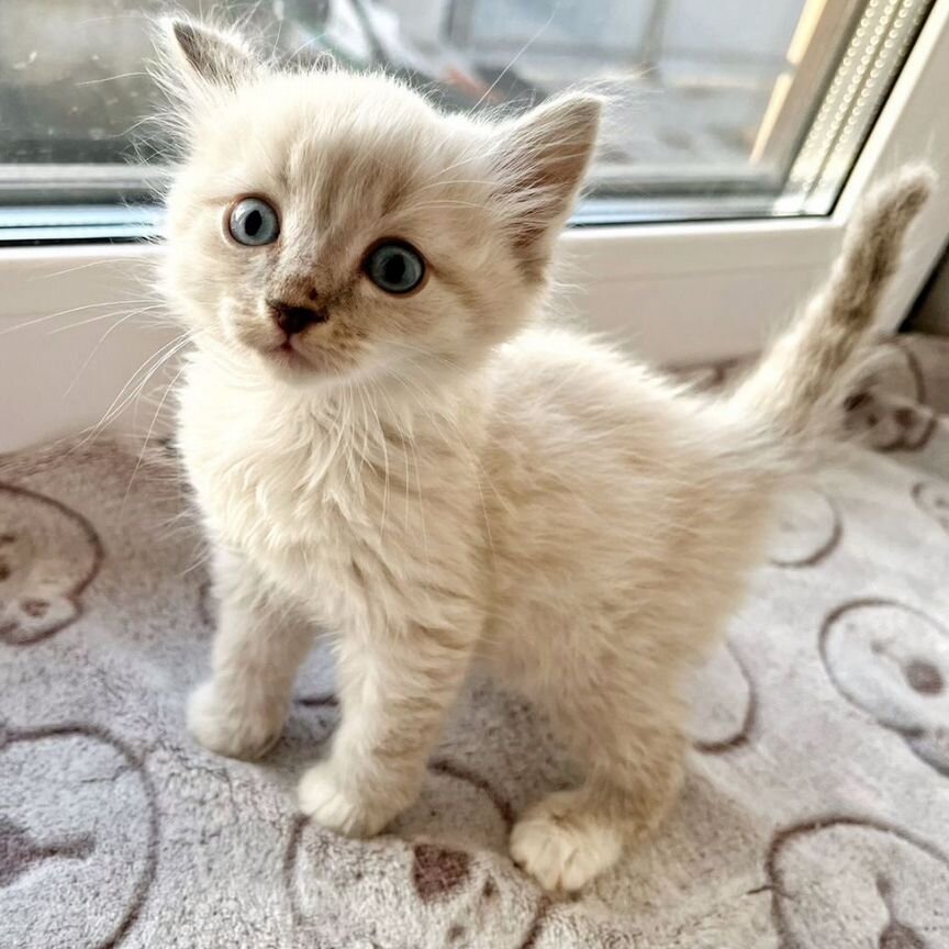 Котёнок мальчик бесплатно