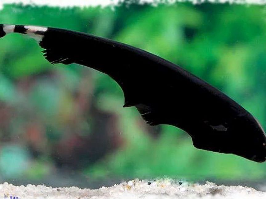 Черный принц