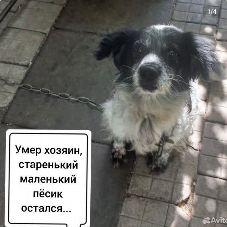 Мухтар. Умер хозяин